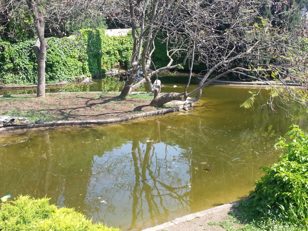 Bari, il laghetto di parco 2 giugno è in degrado: "Tartarughe in pochi ...