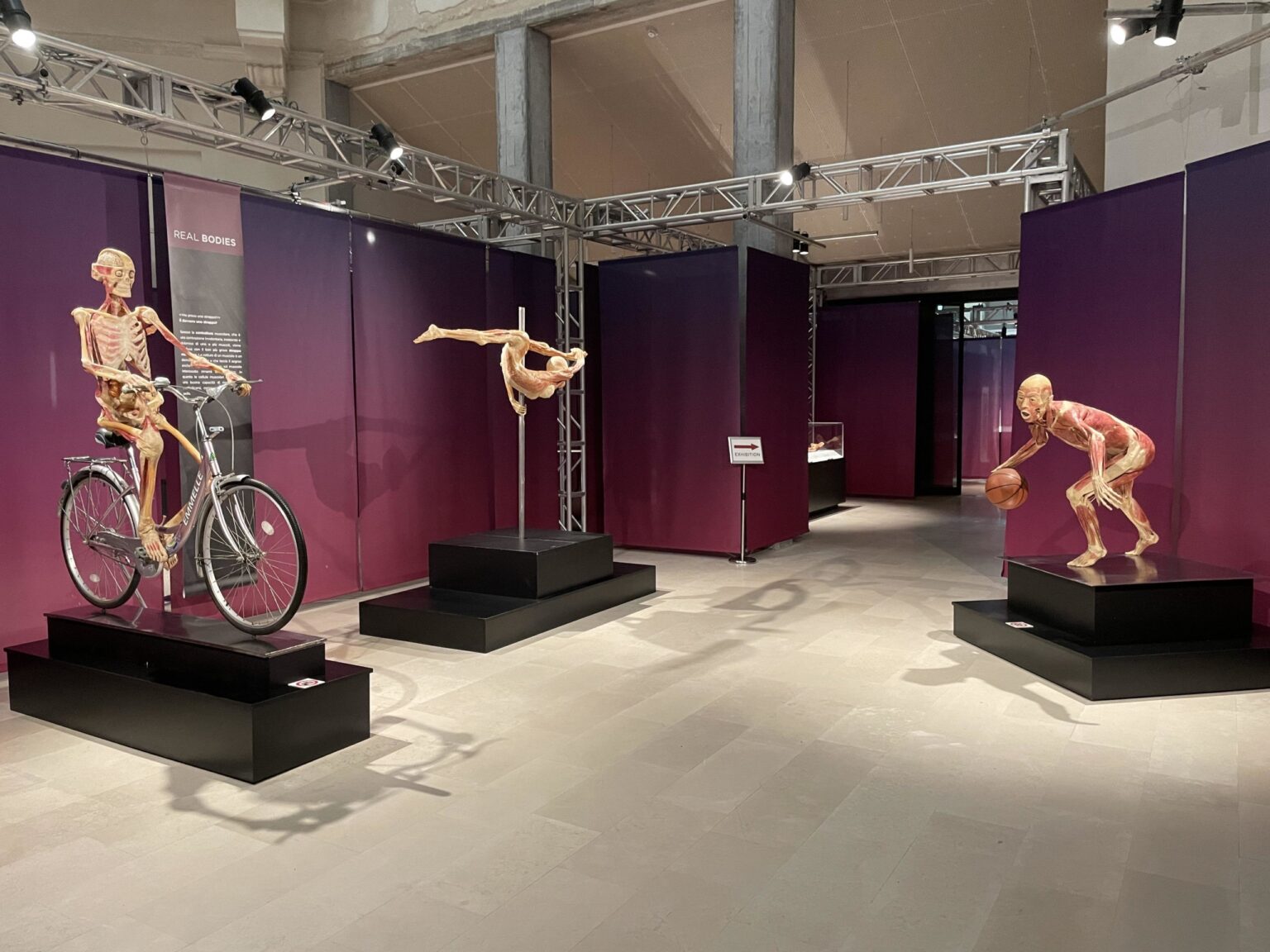 A Bari la mostra "Real Bodies Experience": nel Margherita un viaggio ...